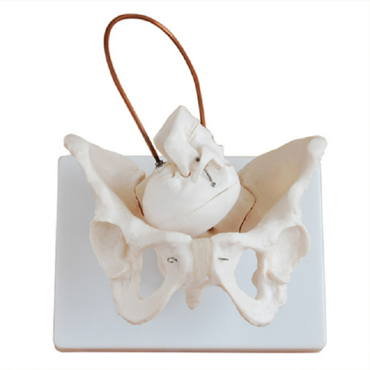Birth Demonstration Model - Bukhari Scientific and Surgical Co.
